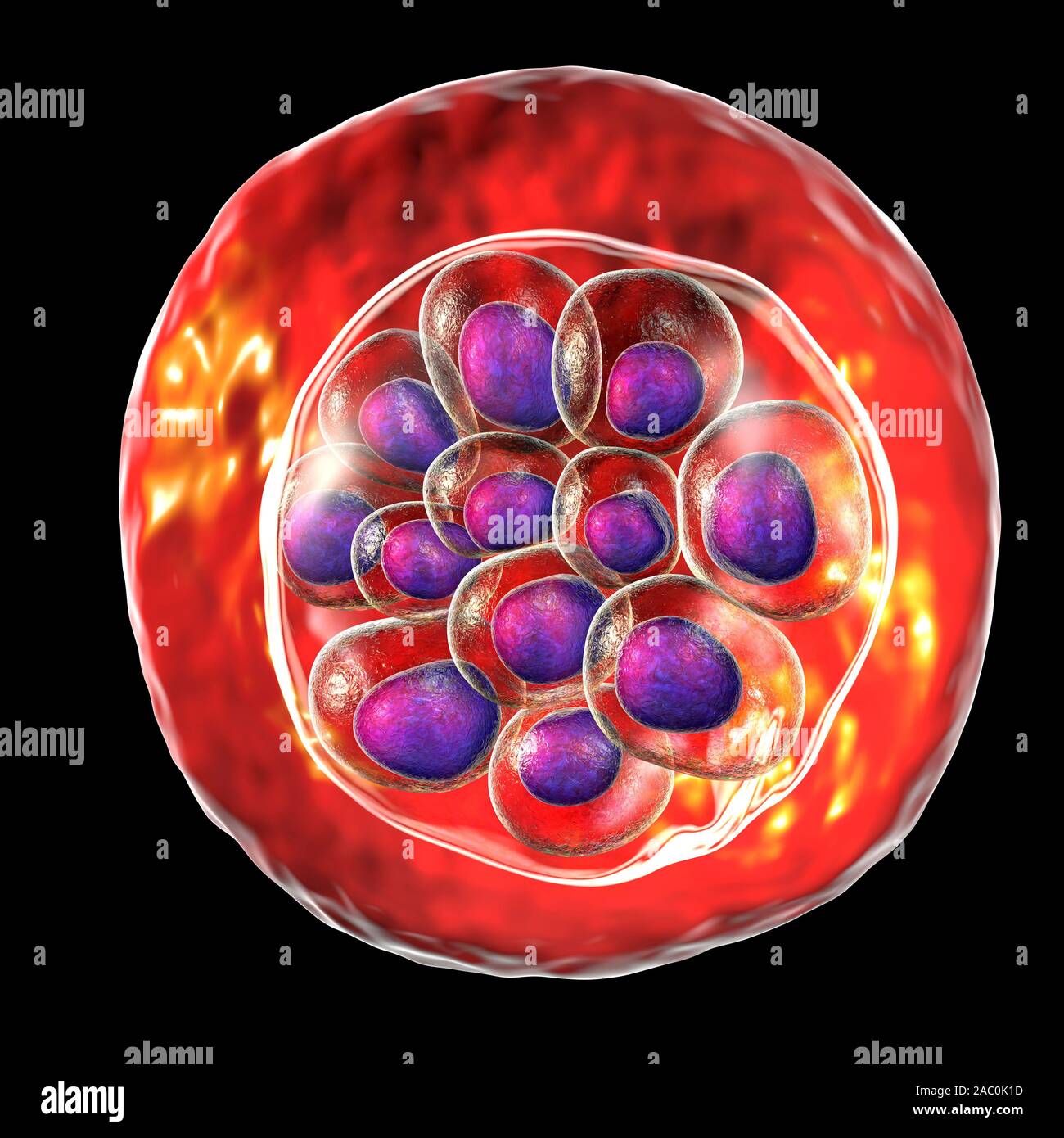 Paludisme globules rouges Banque de photographies et d’images à haute ...