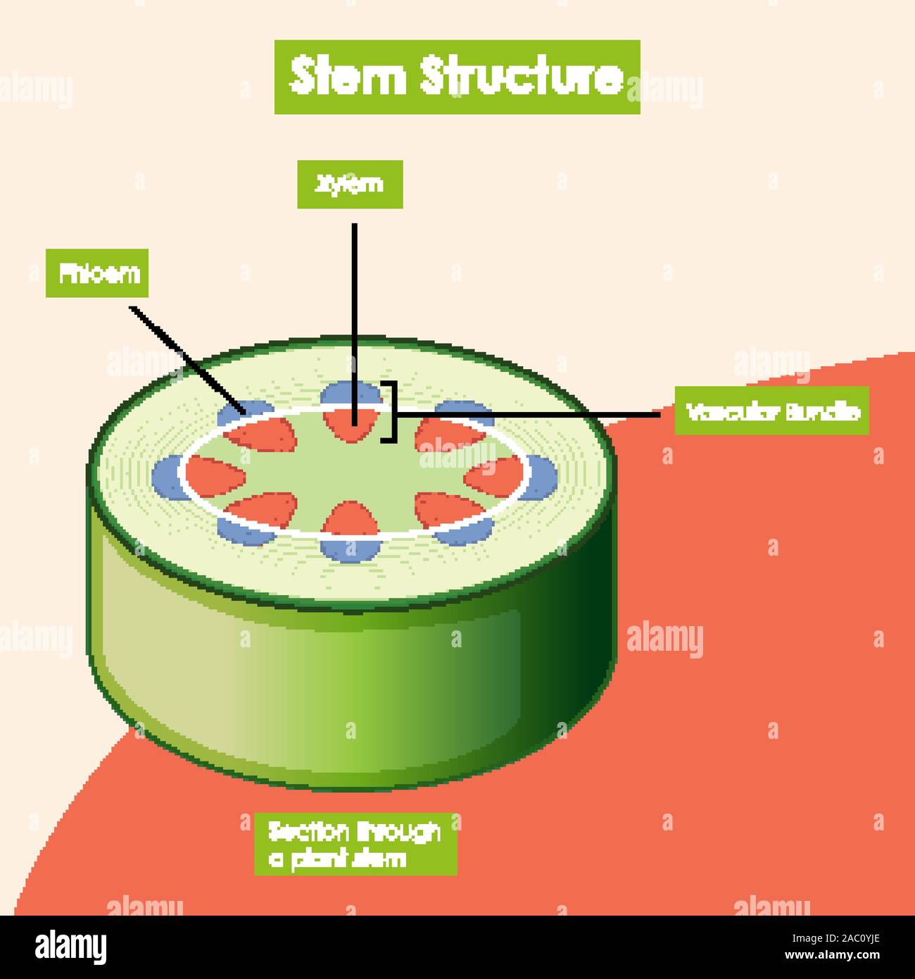 Schéma de l'illustration de la structure de la tige Image Vectorielle ...