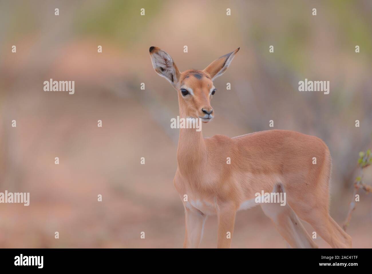 Maman veau impala Banque de photographies et d’images à haute ...