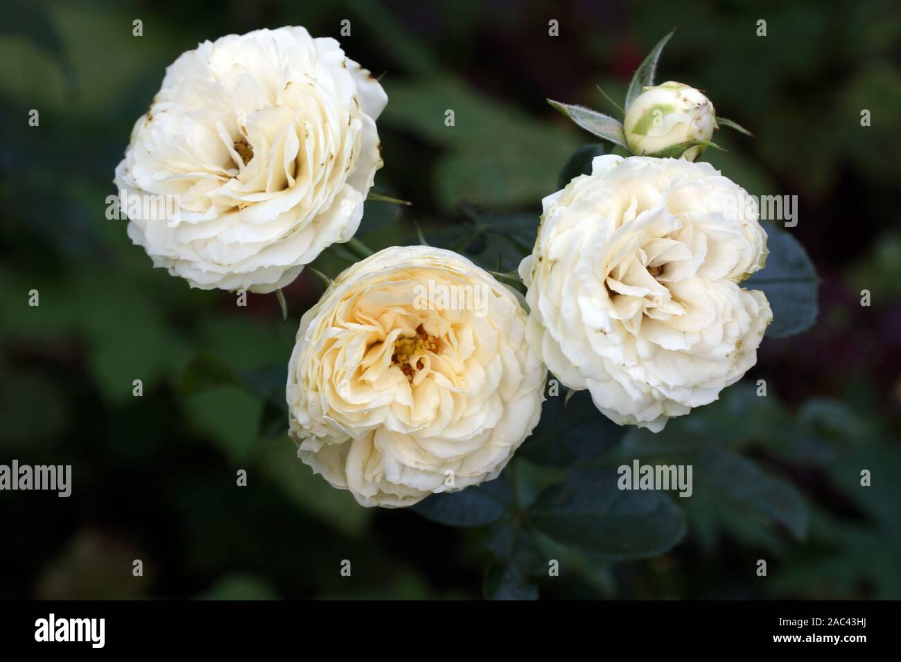 Rokoko au citron Banque de photographies et d’images à haute résolution ...