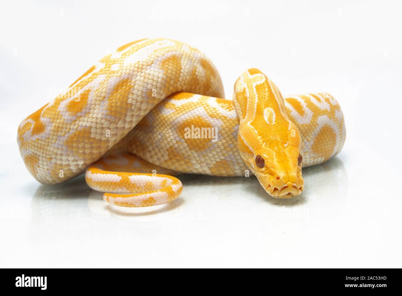 Molurus bivittatus Banque d'images détourées - Alamy