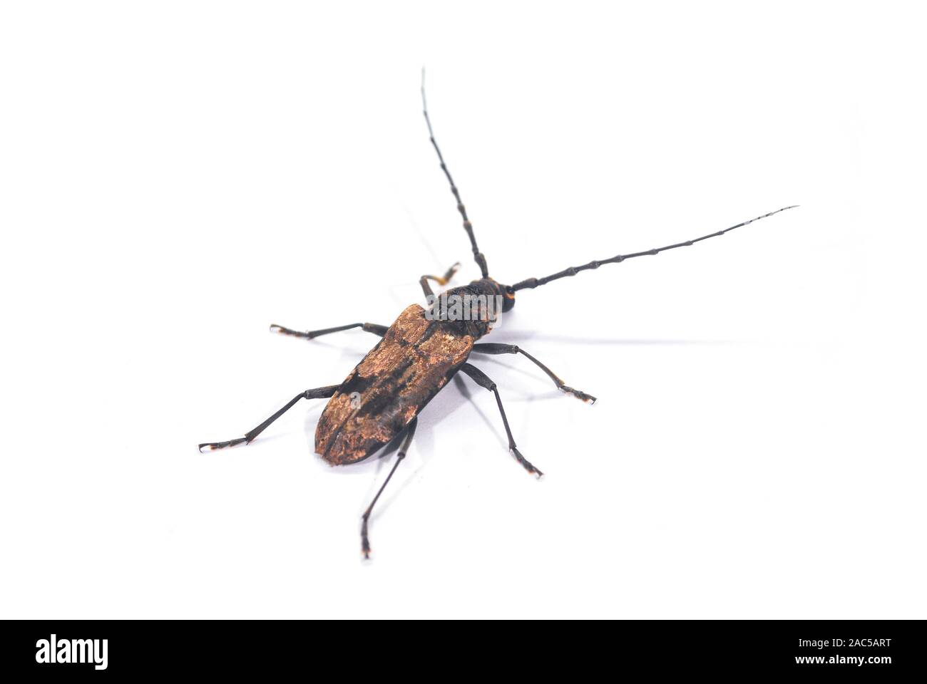 Insecte rampant animal tropical Banque d'images détourées - Alamy