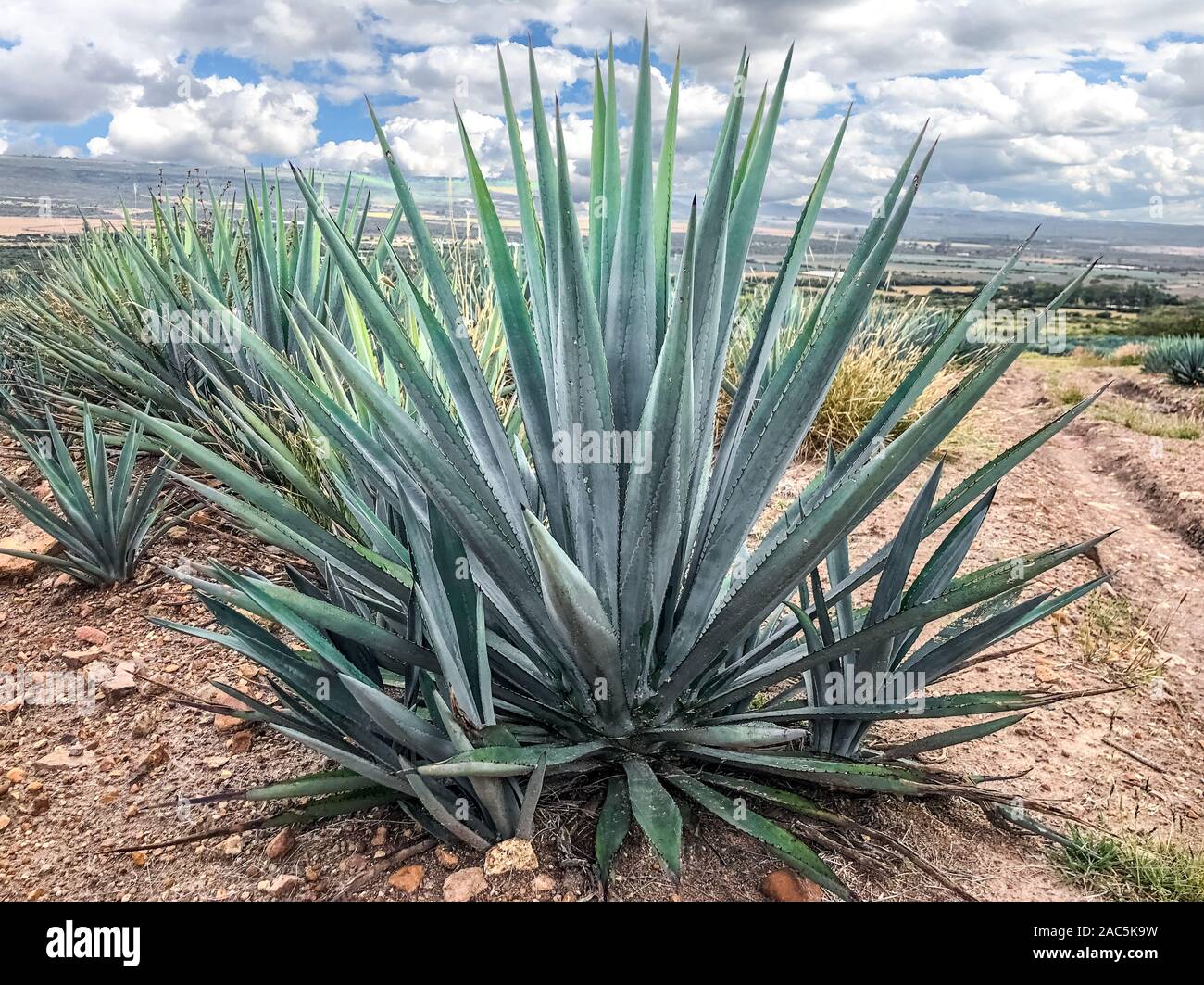 Agave bleu, prêt à faire de la tequila. Les grands. Jalisco Mexique ...