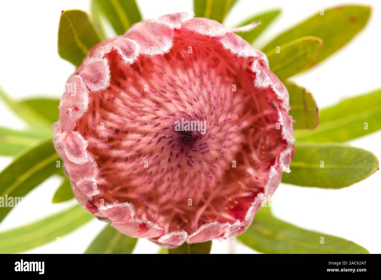 Bot river protea Banque de photographies et d’images à haute résolution - Alamy