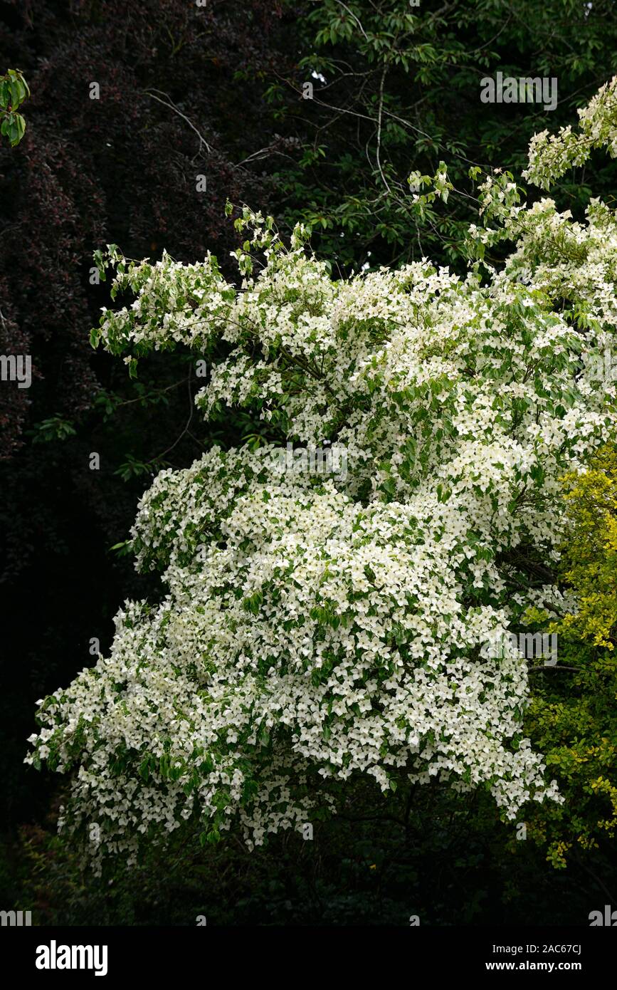 Cornus kousa dogwood flowering dogwood Banque de photographies et d ...