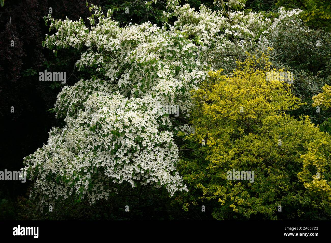 Cornus kousa dogwood flowering dogwood Banque de photographies et d ...