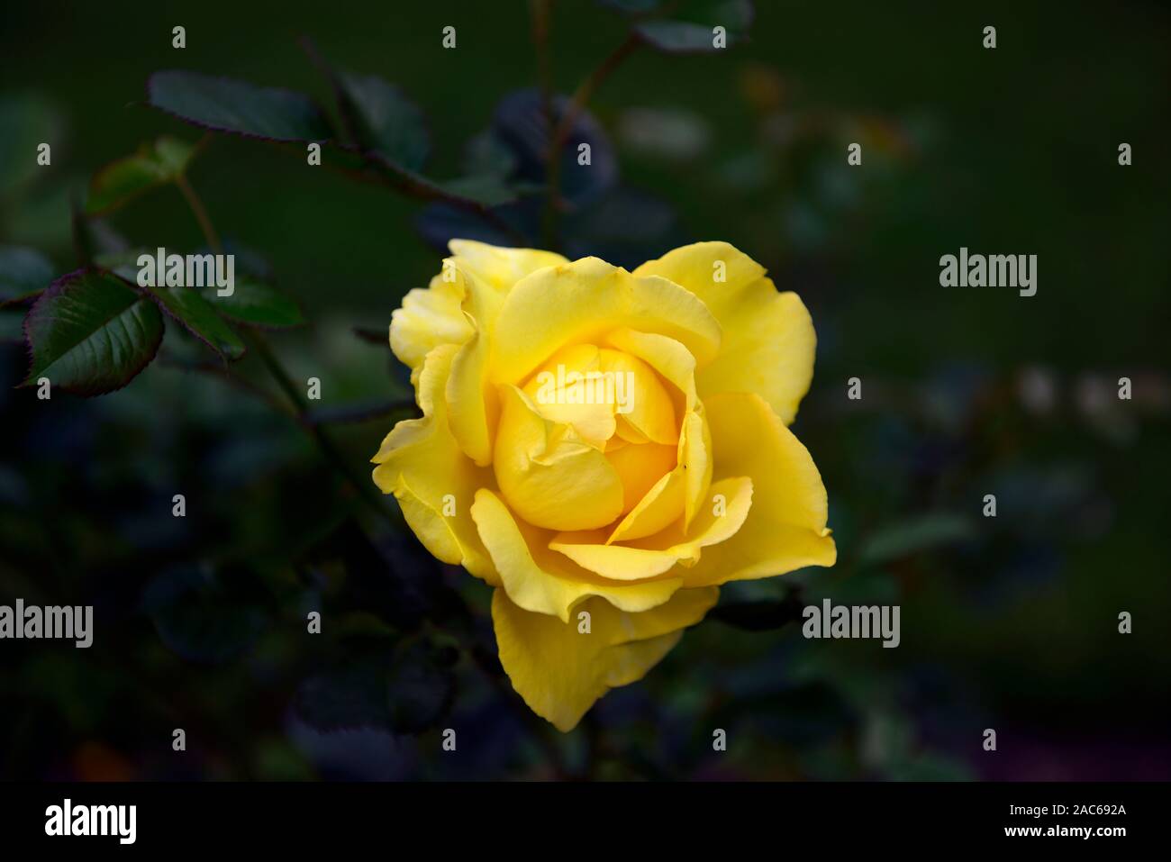 Rosa Mountbatten,Rose Mountbatten,fleurs jaunes,rose floribunda roses ...