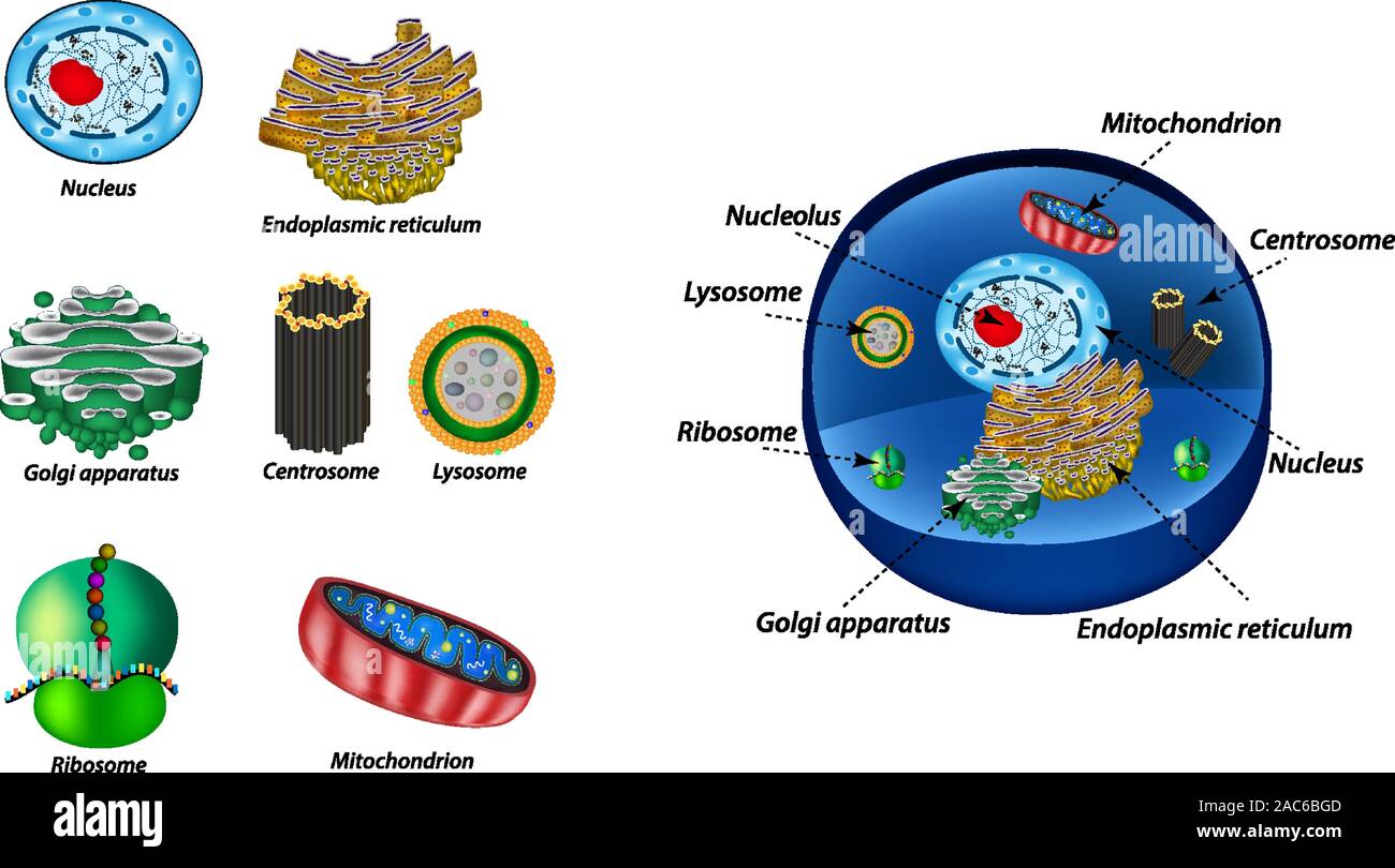 Définir les organites cellulaires. Structure des cellules humaines. Les ...