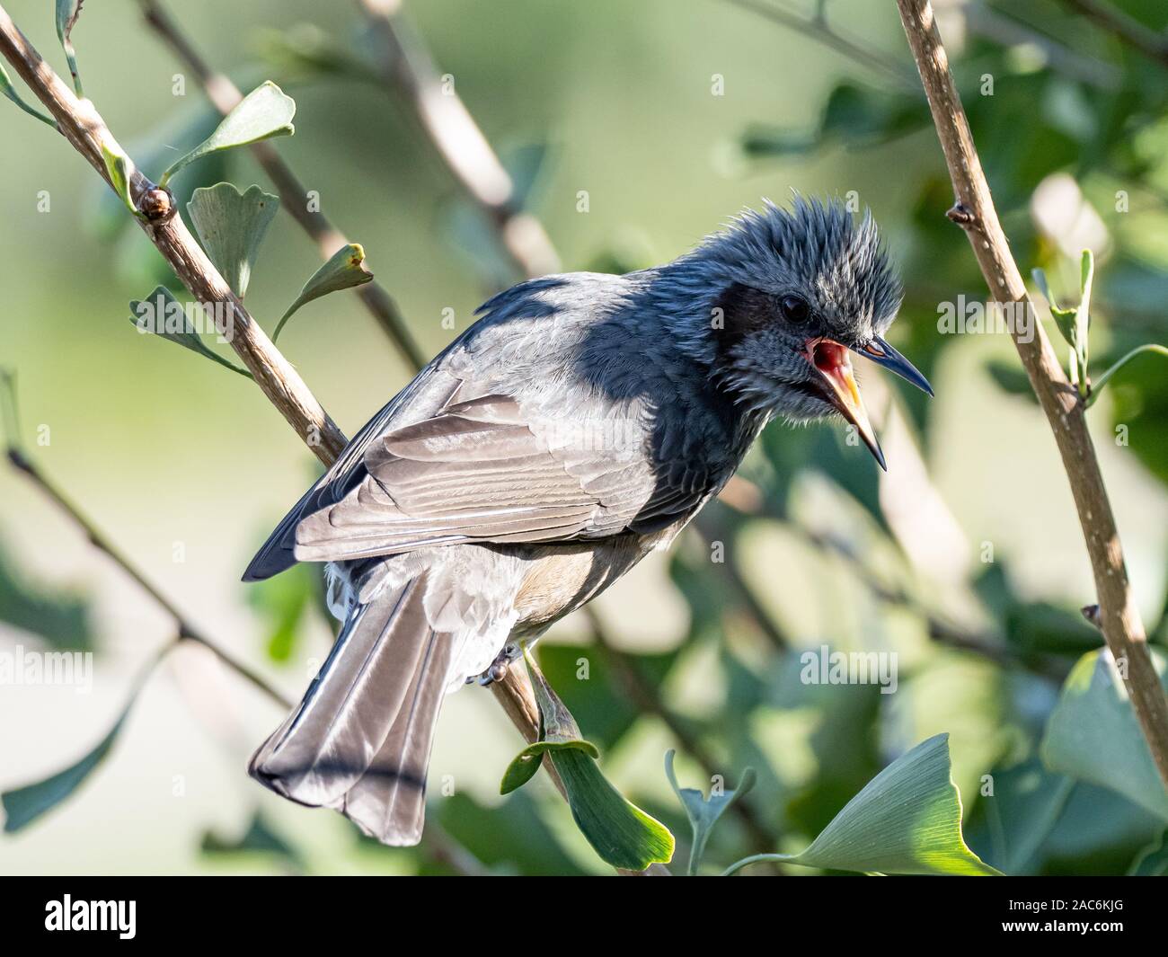 Oiseau qui crie Banque de photographies et d’images à haute résolution ...