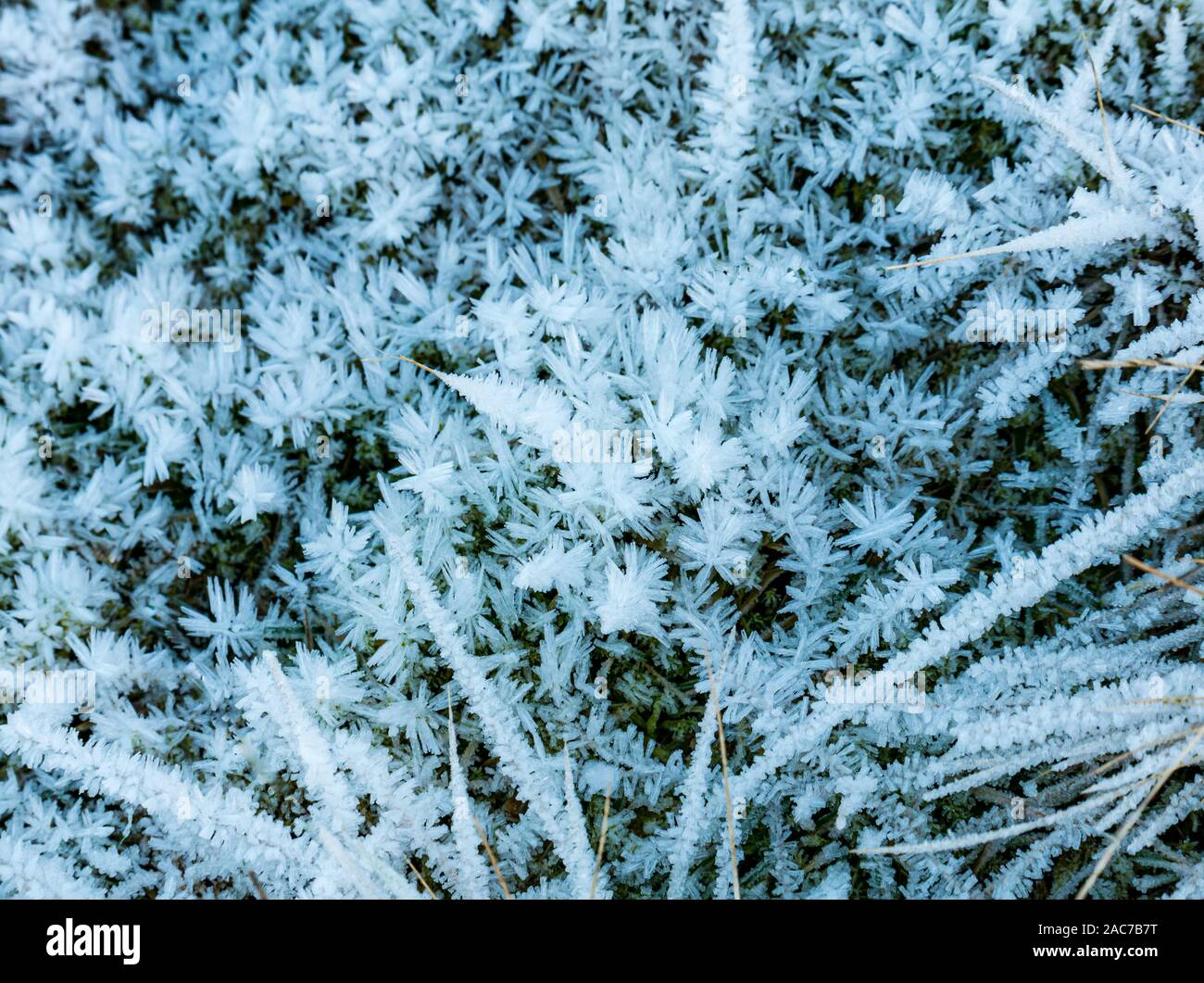 Feuilles de givre sur le sol Banque de photographies et d’images à ...