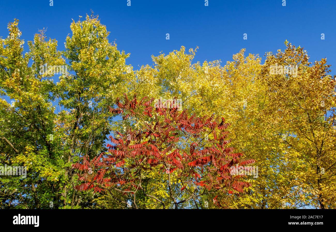 Arbres et feuilles d'automne Banque de photographies et d’images à ...