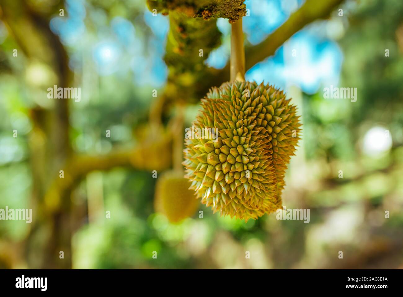 Feuilles De Durian Banque d'image et photos - Alamy