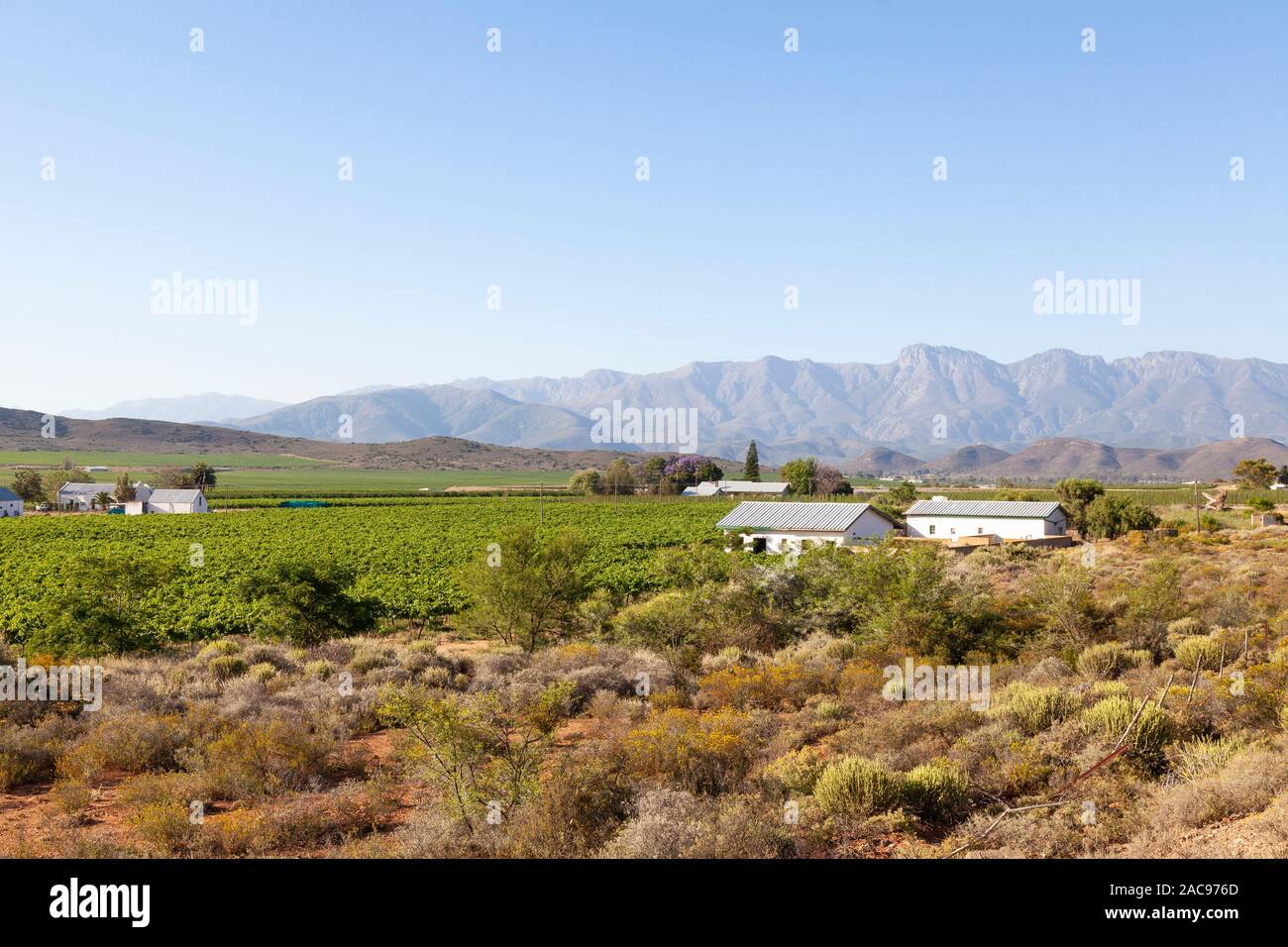 Agriculture De Vigne Vignoble Banque d'image et photos - Alamy