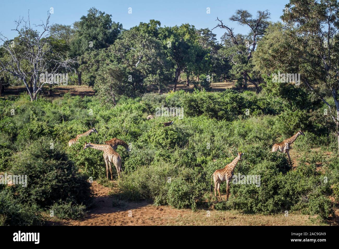 Groupe de girafes manger en savane verte dans le parc national Kruger ...