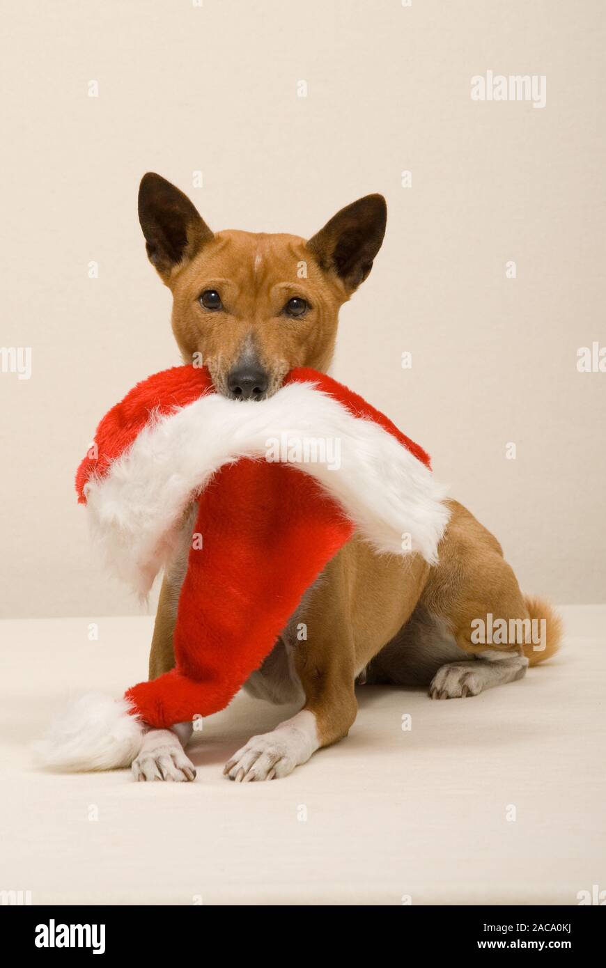 Chien congo Banque de photographies et d’images à haute résolution - Alamy