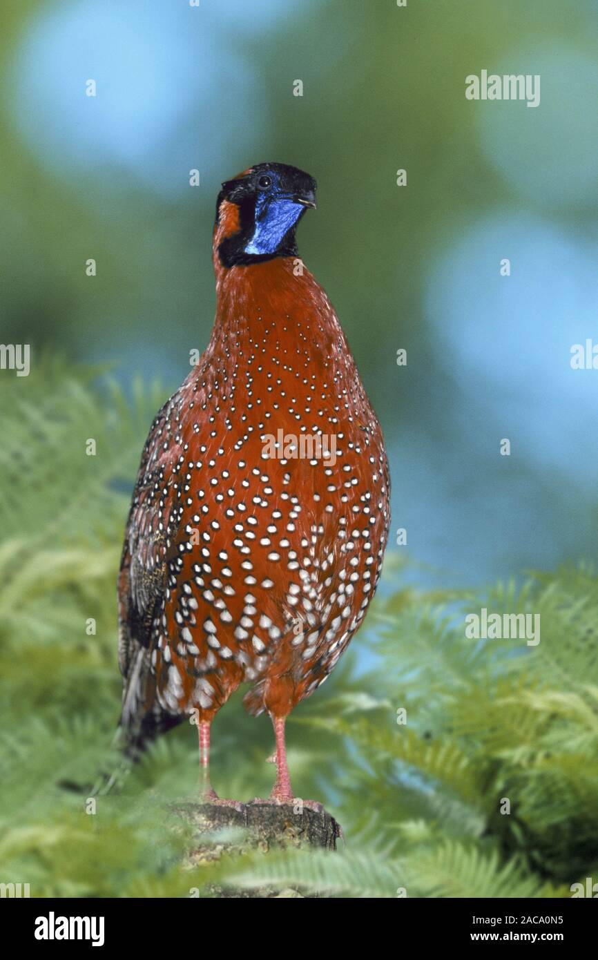 Tragopan pheasant Banque de photographies et d’images à haute ...