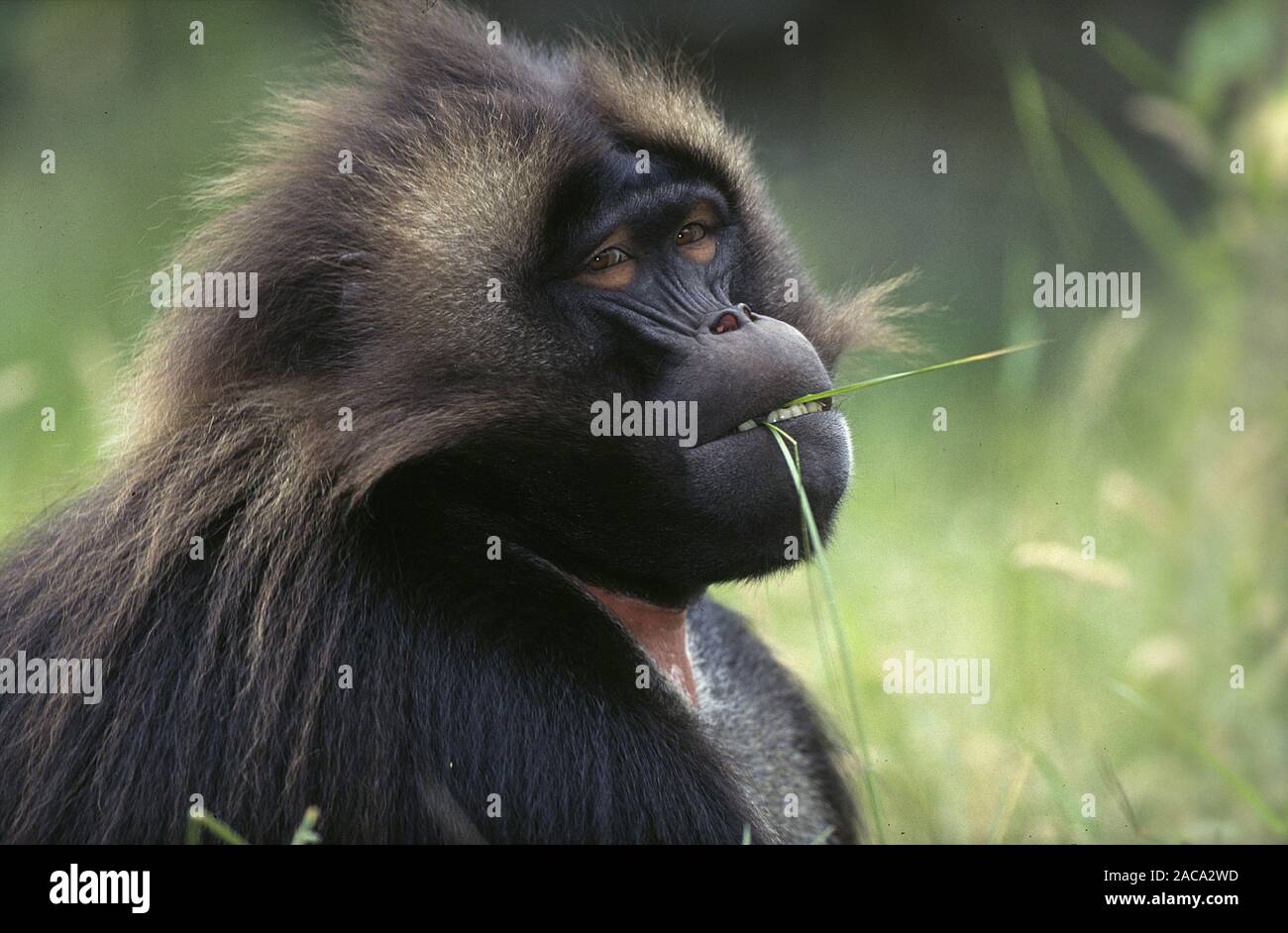 Babouin gelada Banque de photographies et d’images à haute résolution ...