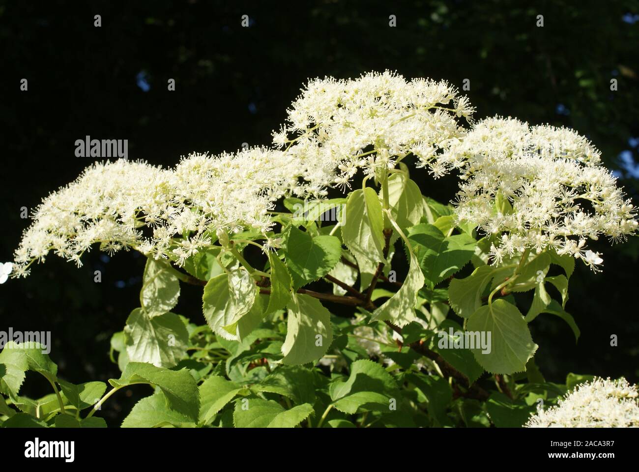 Climbing hydrangea hydrangea petiolaris Banque de photographies et d ...