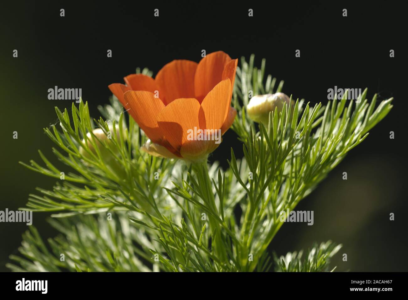 Adonis aestivalis Banque de photographies et d’images à haute ...