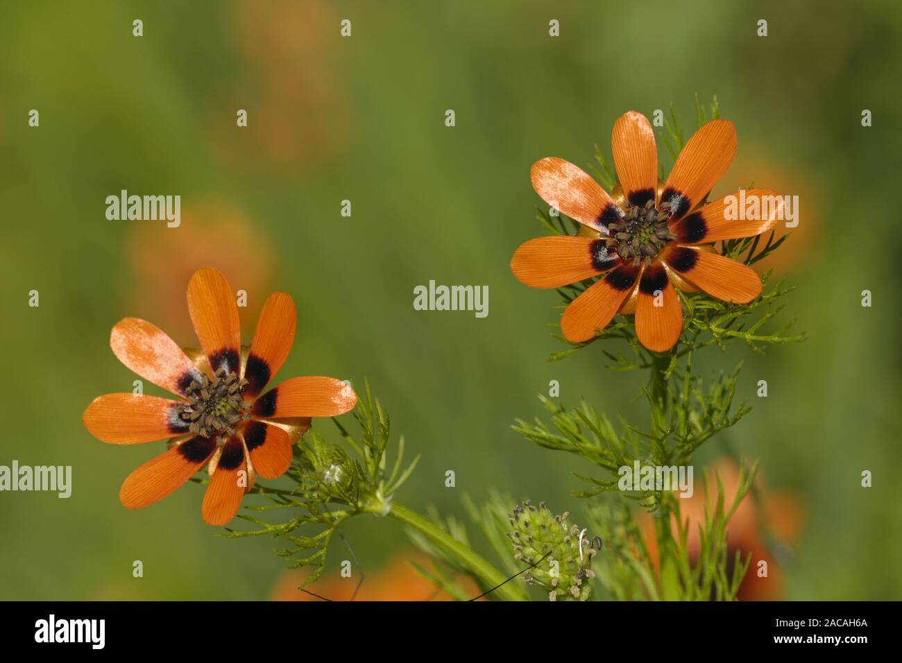 Adonis aestivalis Banque de photographies et d’images à haute ...