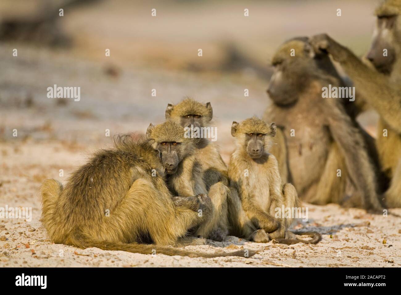 Babouin babouin cynocephalus babuin Banque de photographies et d’images ...