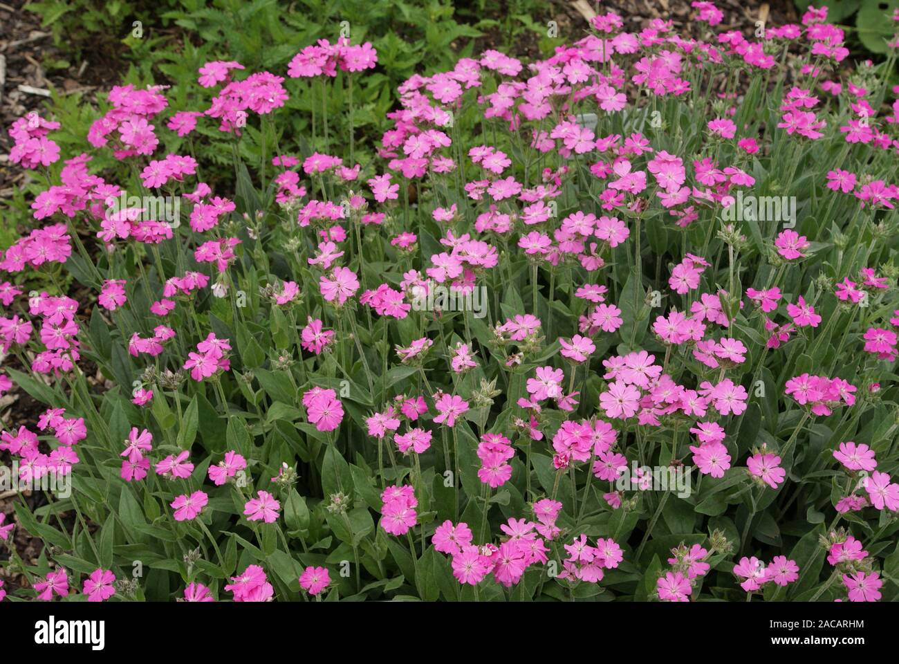 Fleur de girofle Banque de photographies et d’images à haute résolution ...