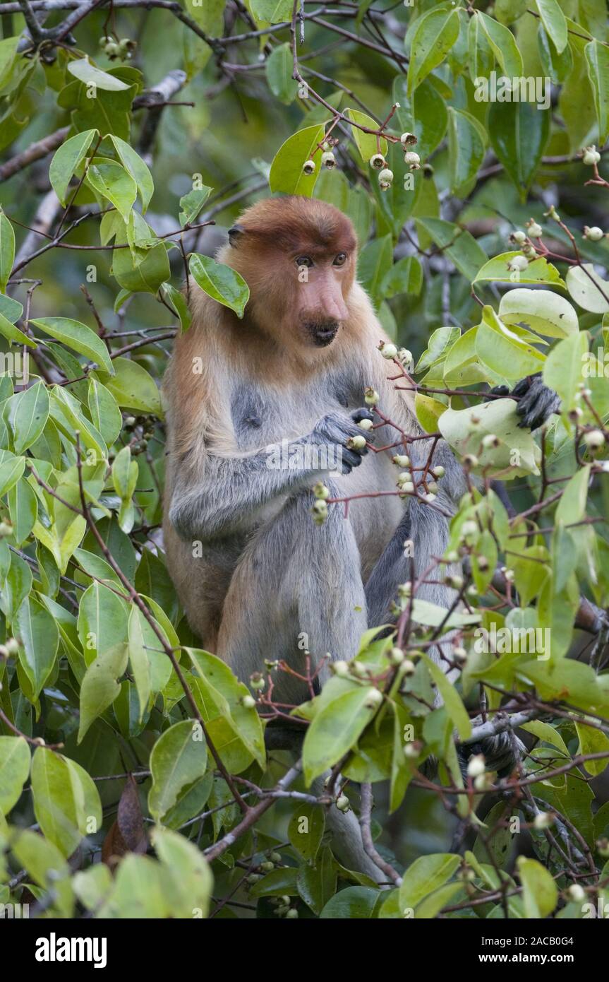 Proboscis singe nasalis larvatus Banque de photographies et d’images à ...