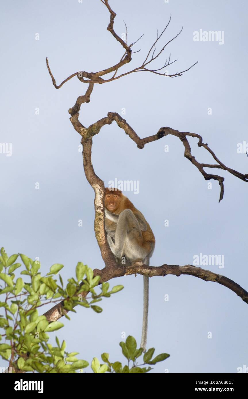 Proboscis singe nasalis larvatus Banque de photographies et d’images à ...