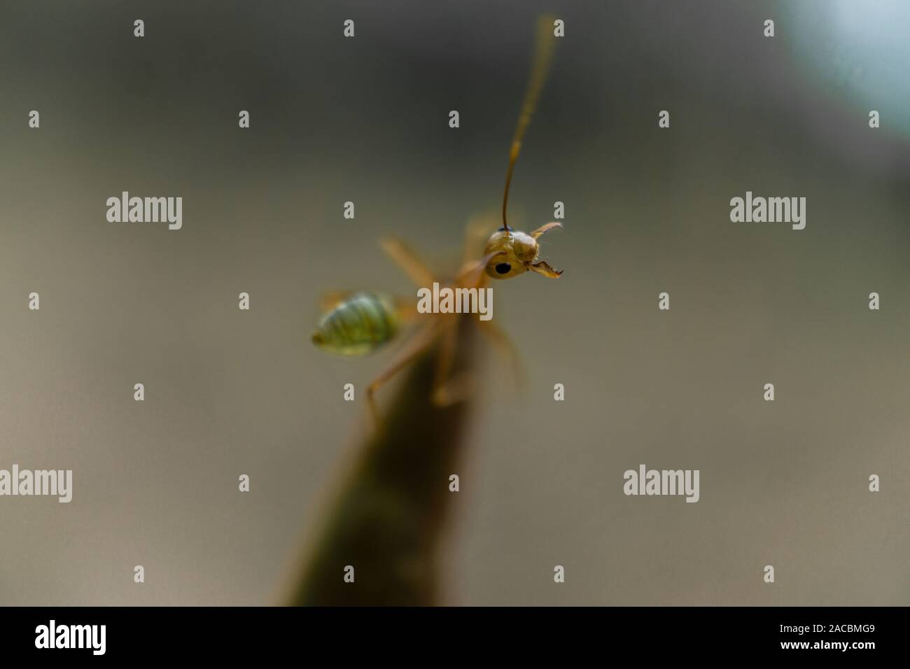 Fourmi verte Banque de photographies et d’images à haute résolution - Alamy