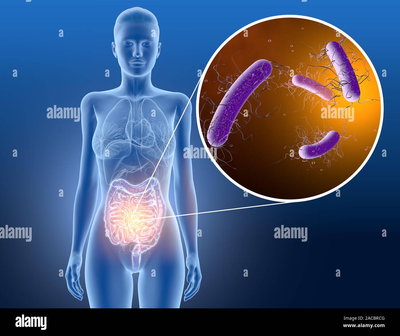 3D illustration montrant des bactéries Clostridium difficile dans l ...
