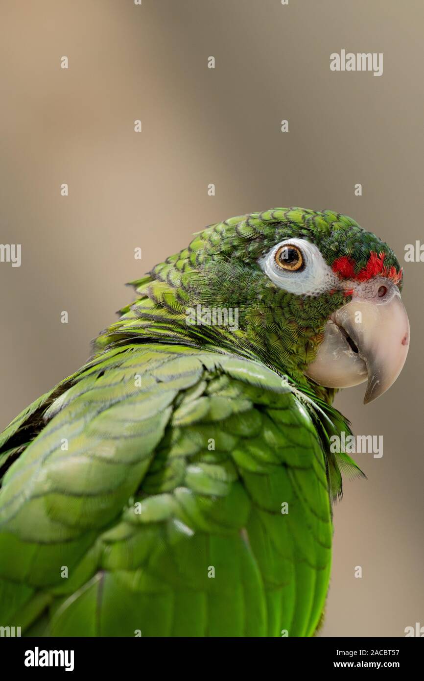 Puerto Rico (Amazona vittata), une espèce d'oiseaux en voie de ...