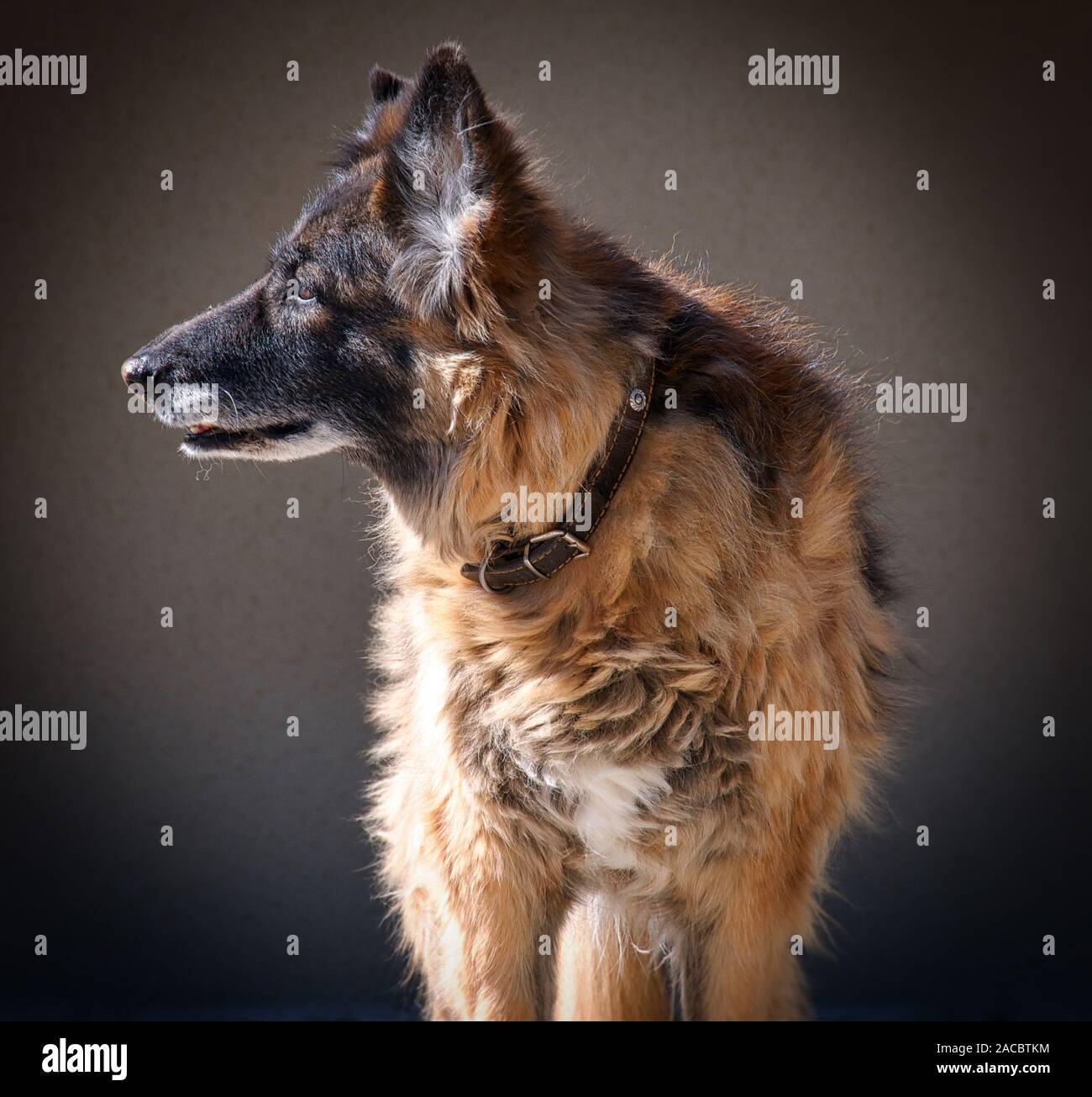 Vieux chien de berger allemand Banque de photographies et d’images à ...