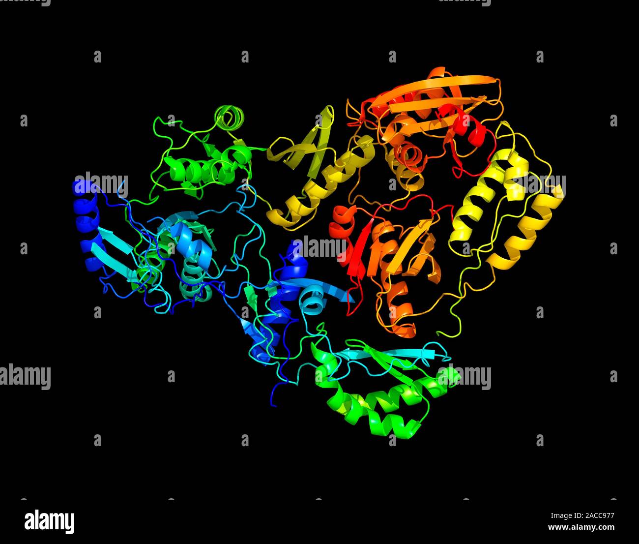 L'enzyme de la transcription inverse du VIH. Le modèle moléculaire de ...