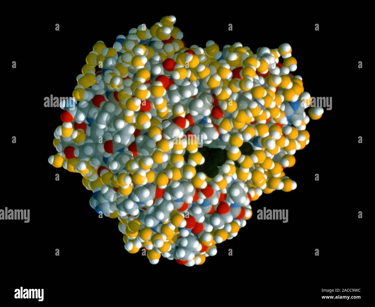 La myoglobine. Graphique moléculaire de la protéine transportant l ...