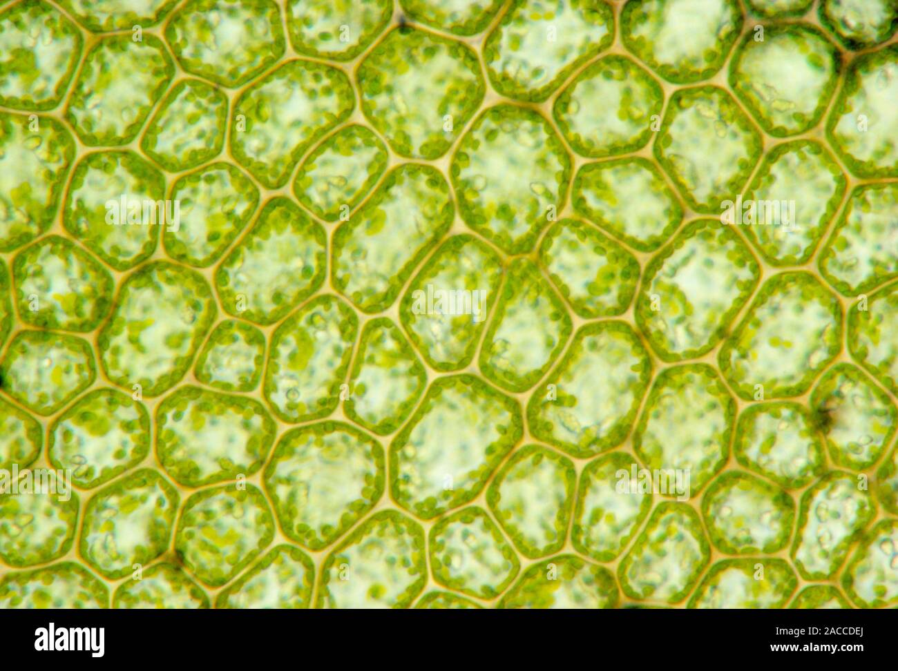 Les cellules des feuilles de mousse. Micrograph Light de cellules dans ...