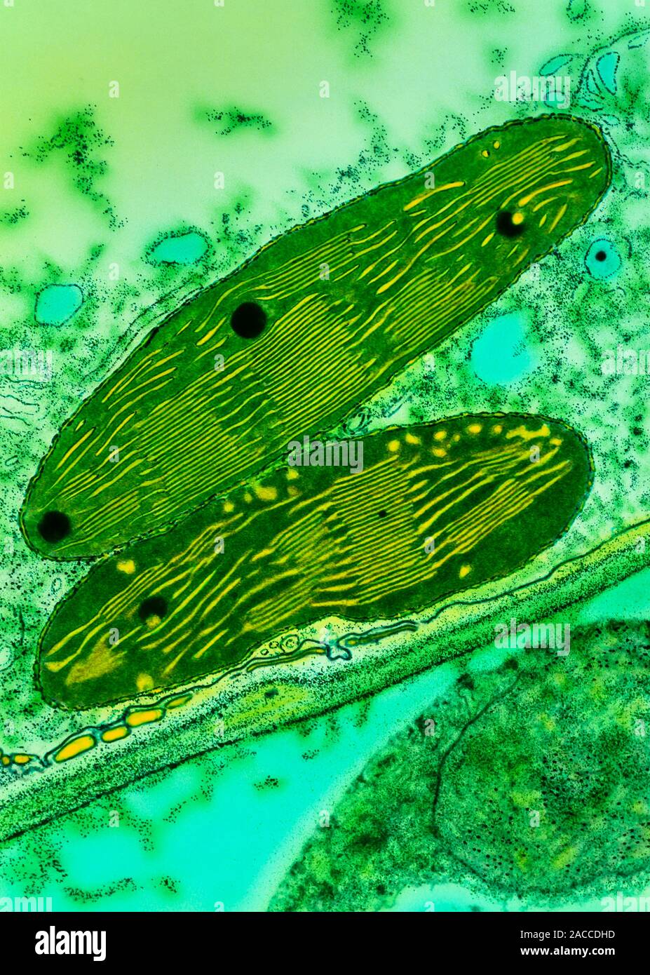Les chloroplastes. Micrographe de couleur (MET) de deux chloroplastes ...