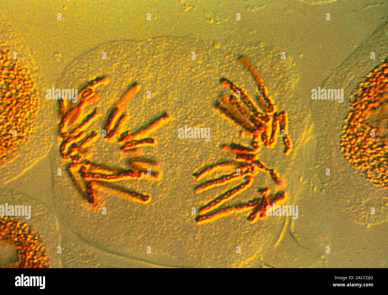L'anaphase de la mitose cellulaire. Image 4 de 6. Micrograph Light d ...