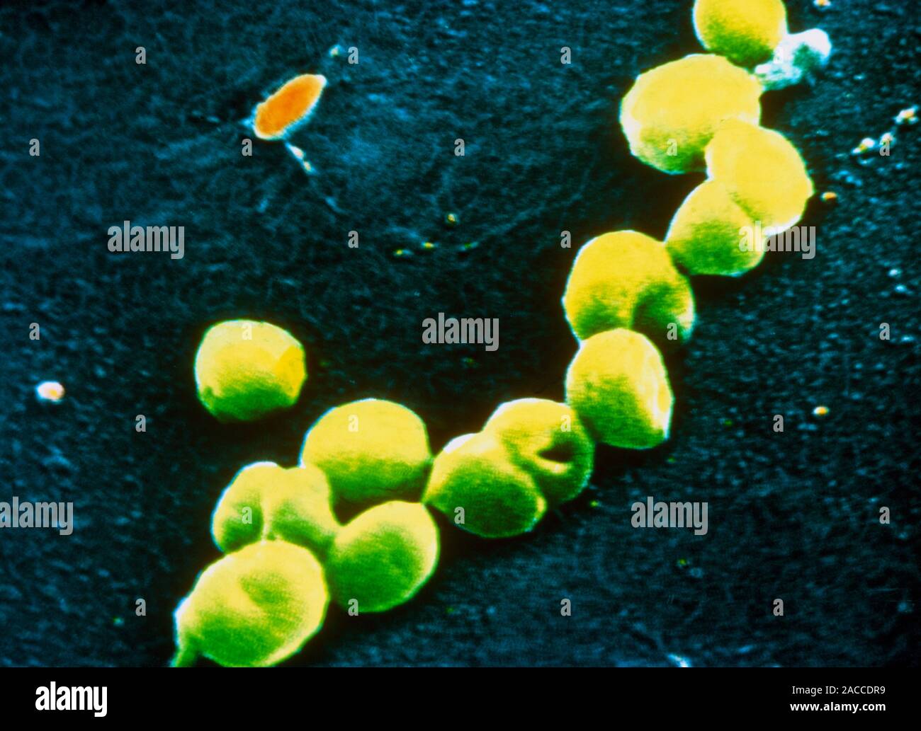 Faux-couleurs de l'analyse des électrons Microphotographie (SEM) de ...