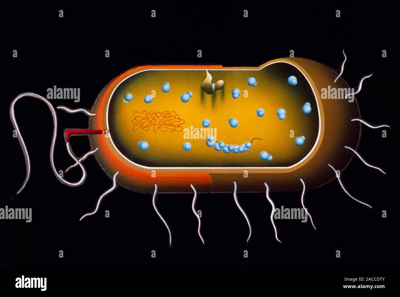 Illustration en coupe de la structure interne d'une cellule bactérienne ...