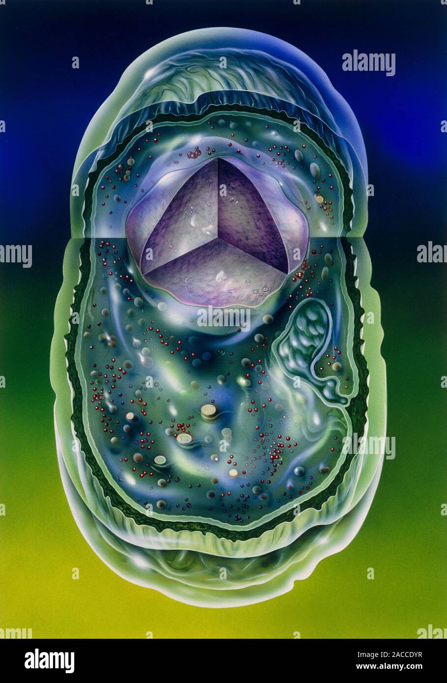 Illustration en coupe de la structure interne d'une cellule bactérienne ...