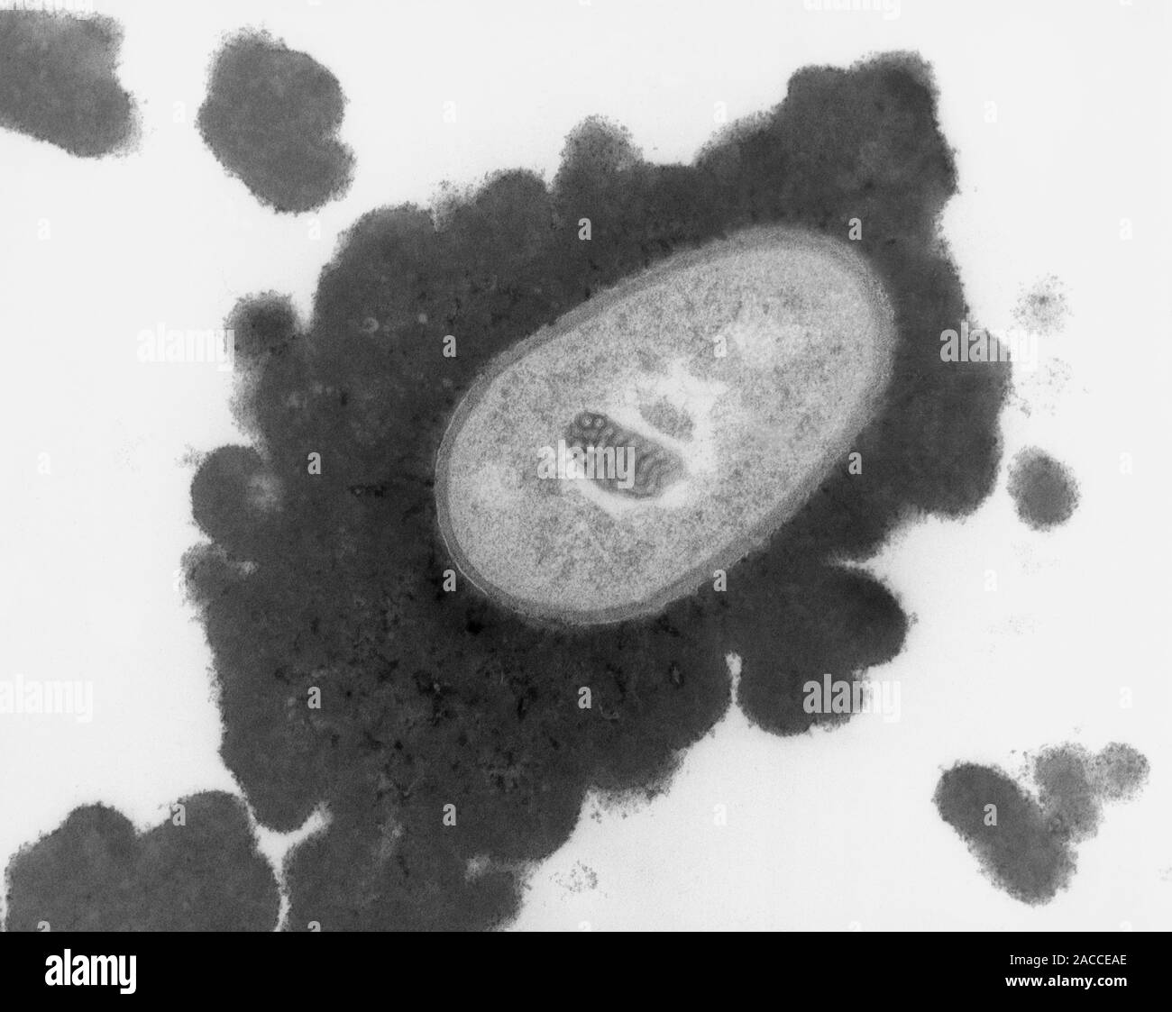 La capsule bactérienne. Micrographie électronique à transmission (TEM) à travers une bactérie de ...