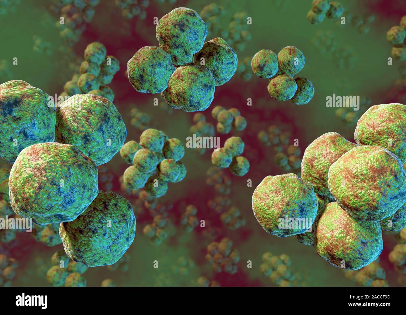 Les bactéries sphériques. Ordinateur de l'oeuvre des amas de bactéries ...