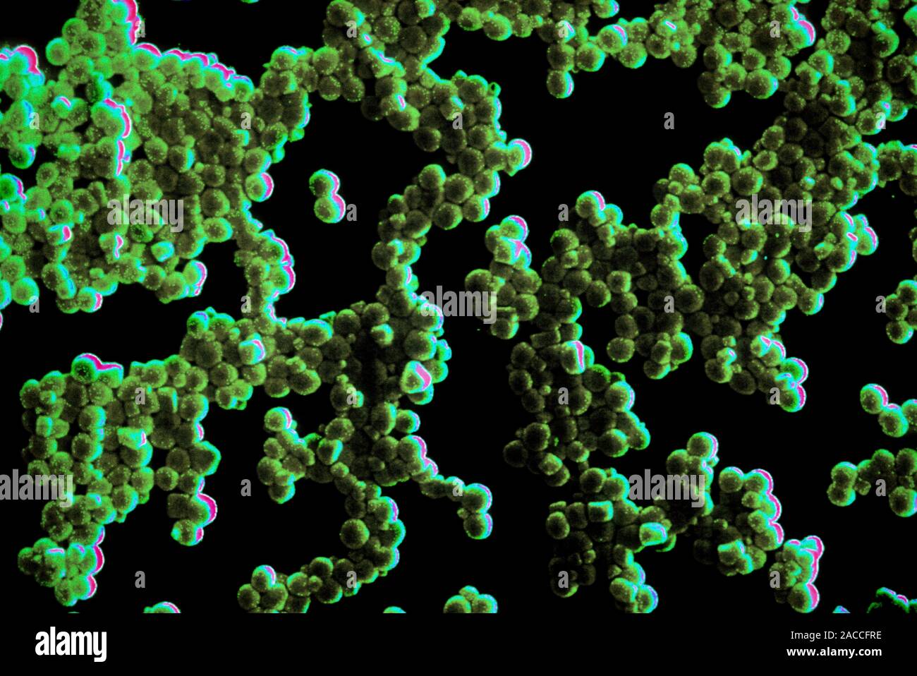 Staphylococcus aureus. Couleur de l'analyse des électrons ...