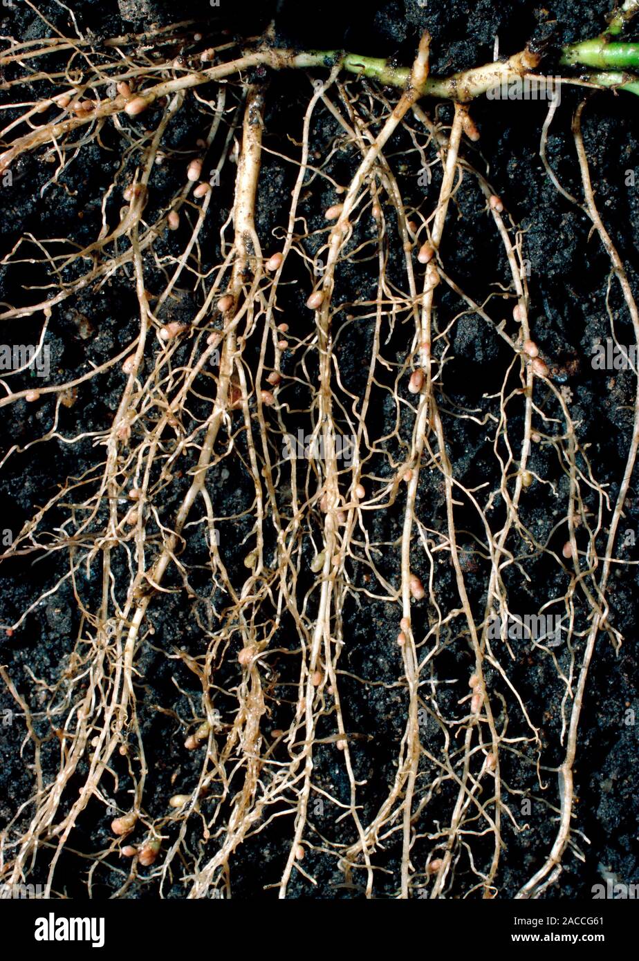 Macrophotograph de nodules sur les racines du trèfle blanc, Trifolium repens, causés par l'azote ...