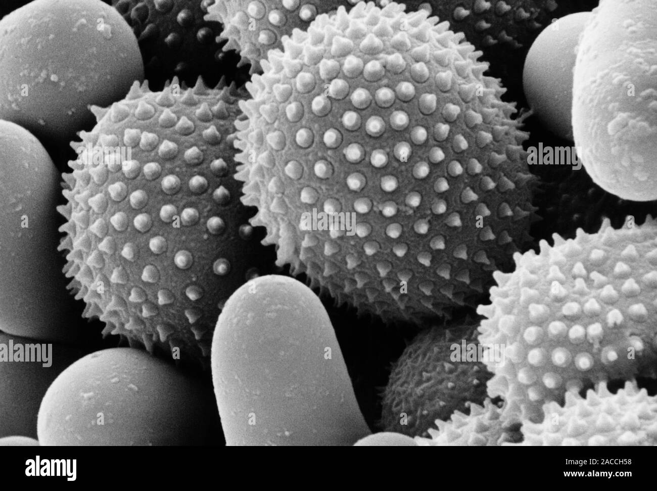 Les spores fongiques rouille Rose. Micrographie électronique à balayage ...