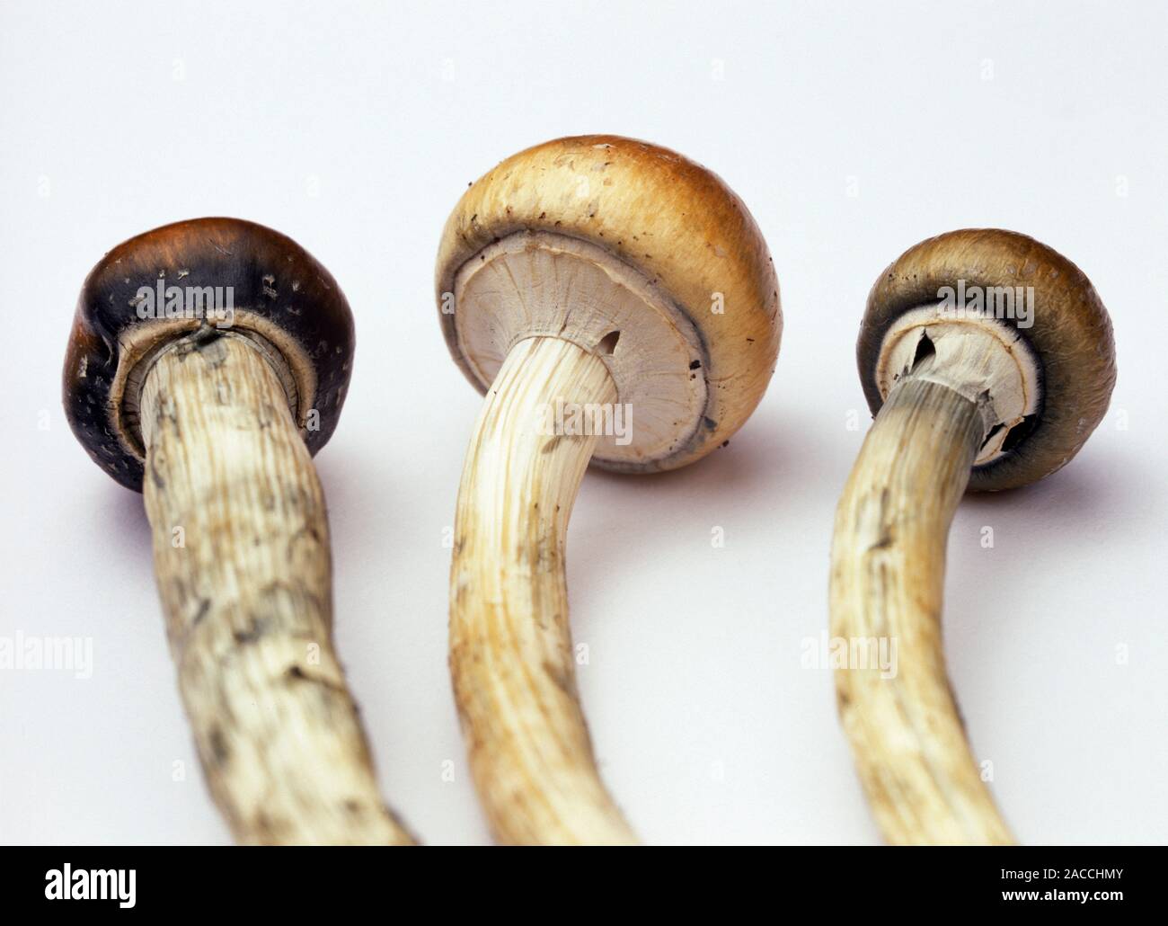 Les champignons magiques. Trois variétés de la Magic Mushroom ...