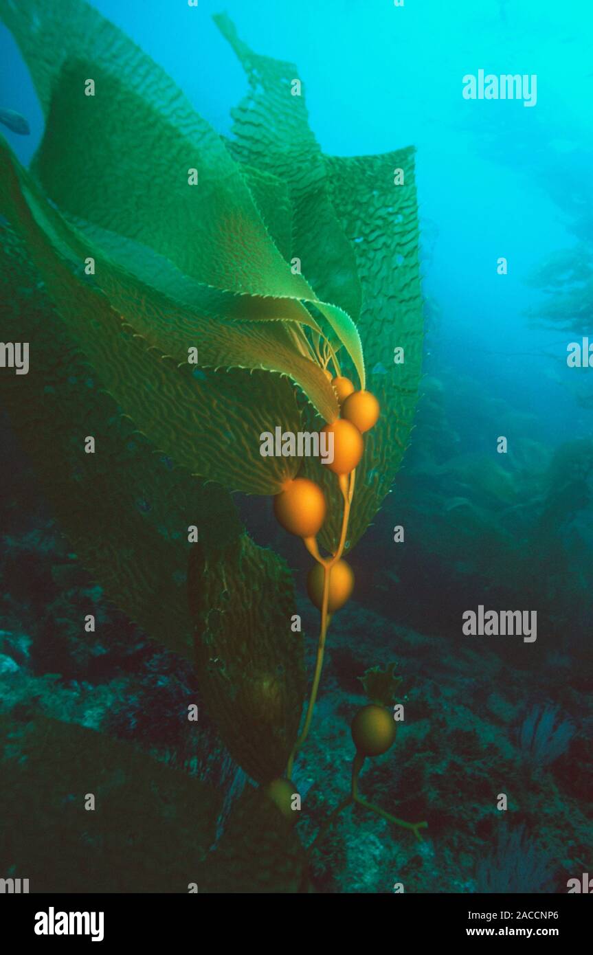 Varech géant (Macrocystis pyrifera). C'est la plus grande des ...