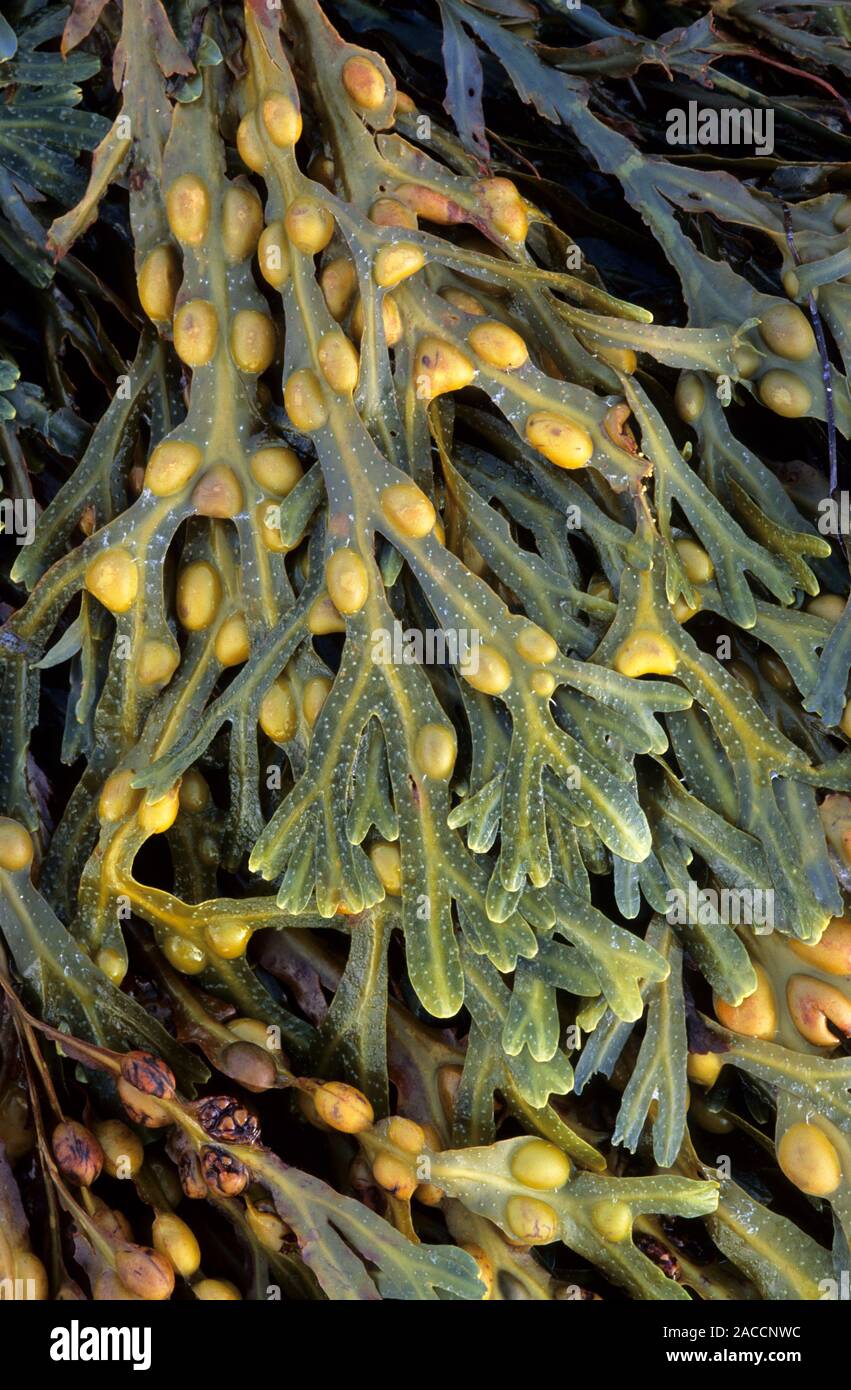 Fucus vésiculeux (Fucus vesiculosus) des algues sur le rivage. Comme ...