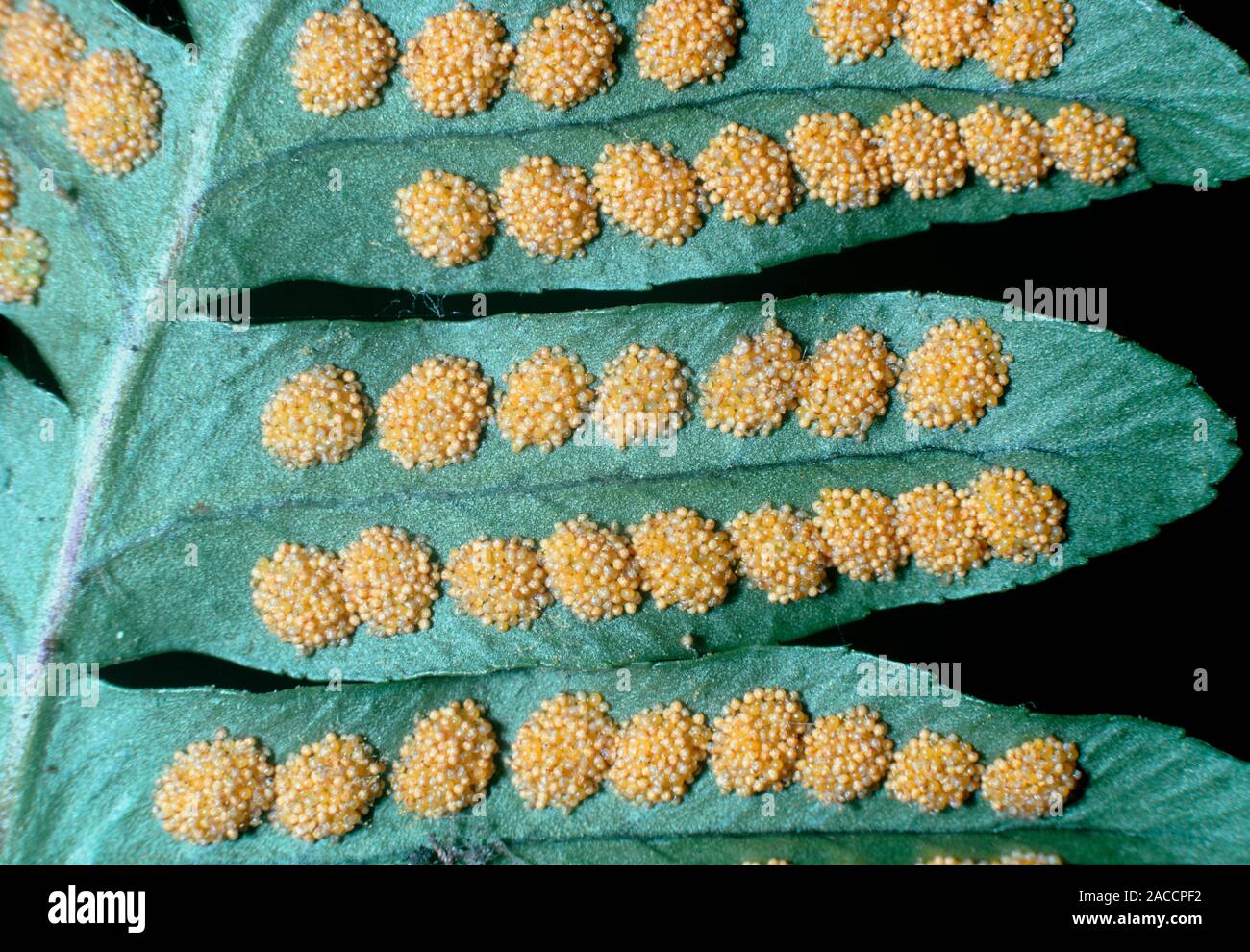 Vue sur la face inférieure d'une fronde fertile de la fougère polypode ...