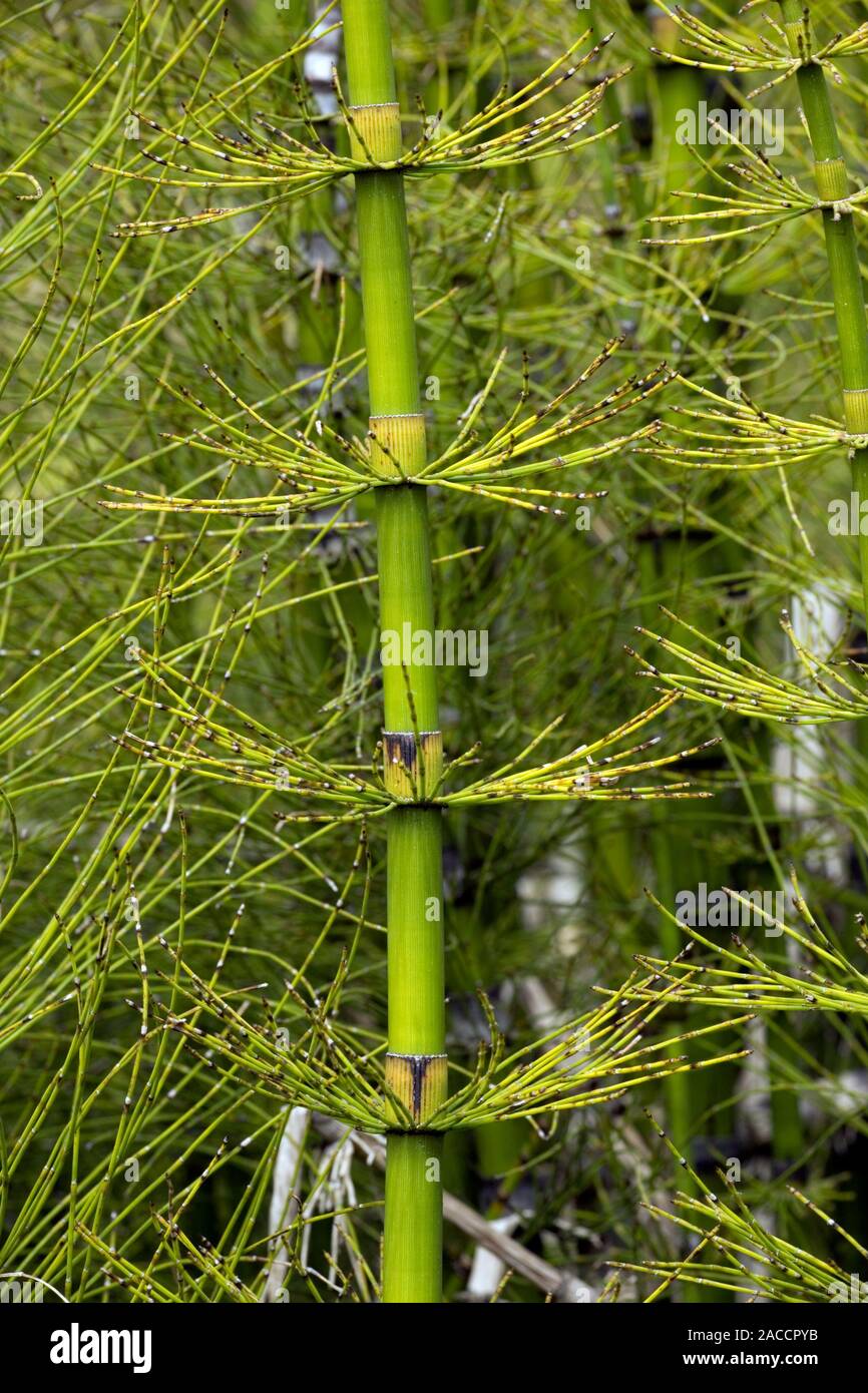 La prêle géante (Equisetum giganteum). Cette plante est originaire d ...